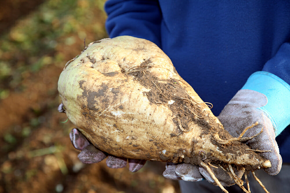 Betaseed Sugar Beet Varieties Guide - LG Seeds