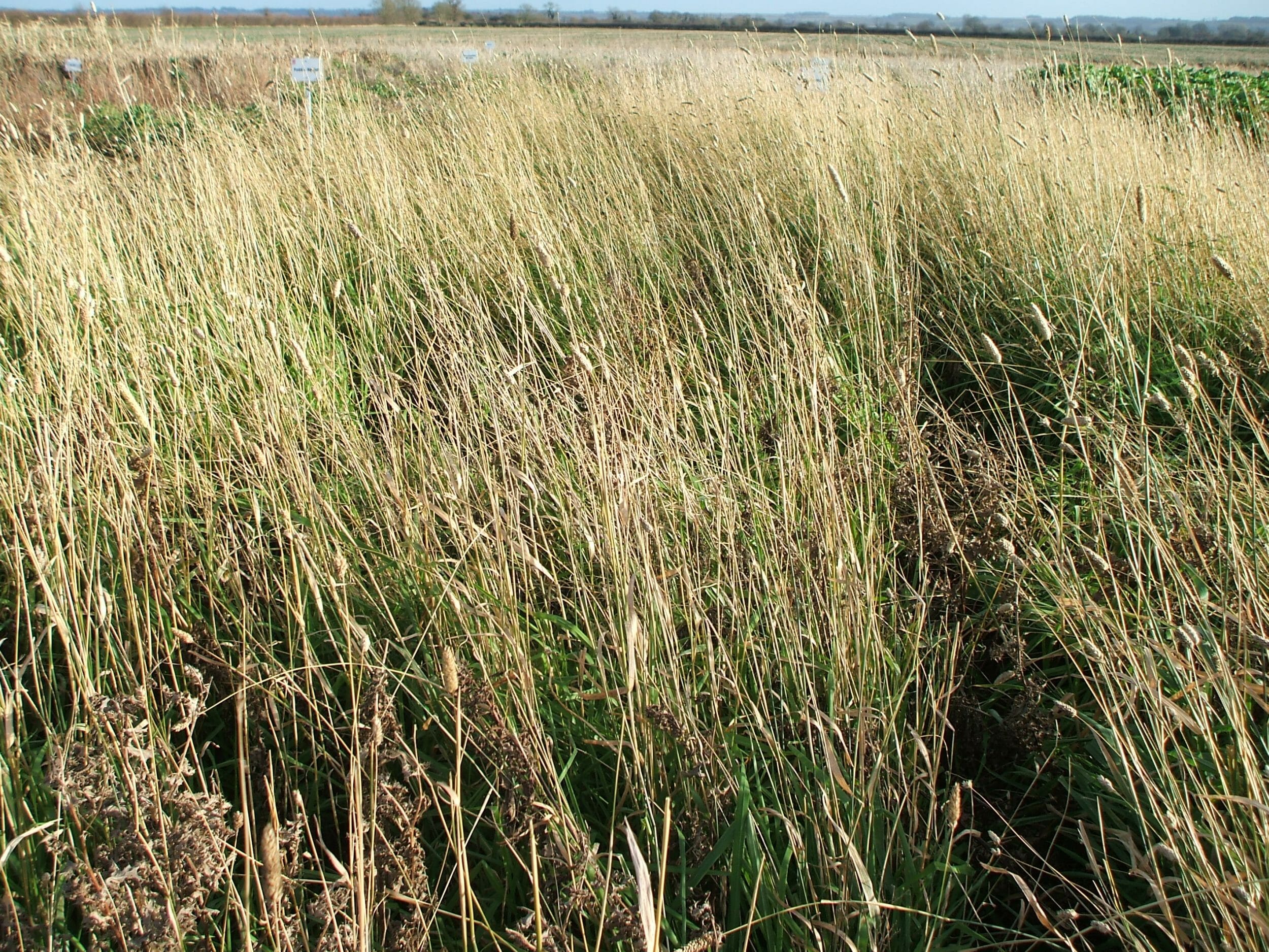 Canary Grass - LG Seeds