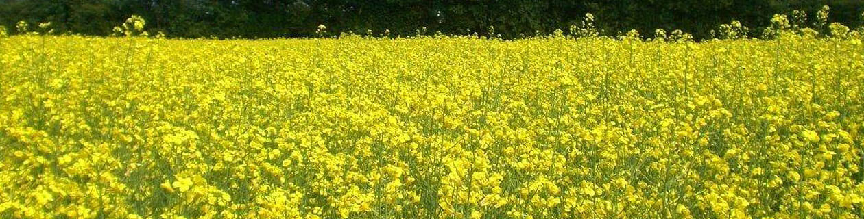 Oilseeds Canopy Management - LG Seeds