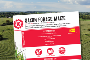 Saxon Forage Maize Technical Summary - LG Seeds