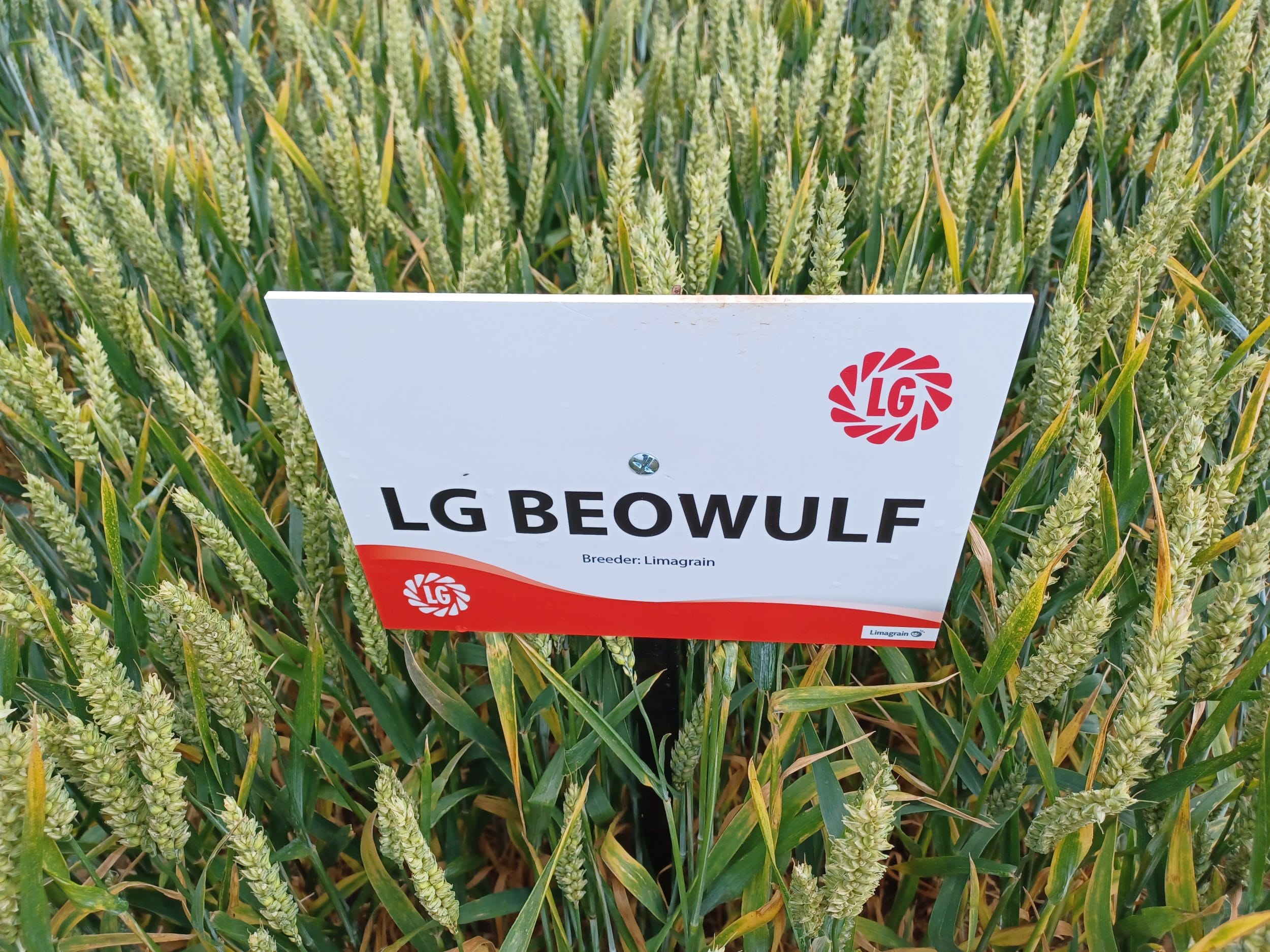 LG Beowulf Delivers Reliable Performance