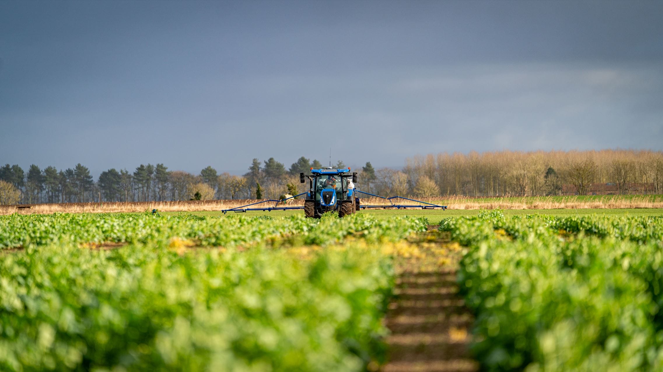 Sclero-Flex Secures OSR Yields - LG Seeds
