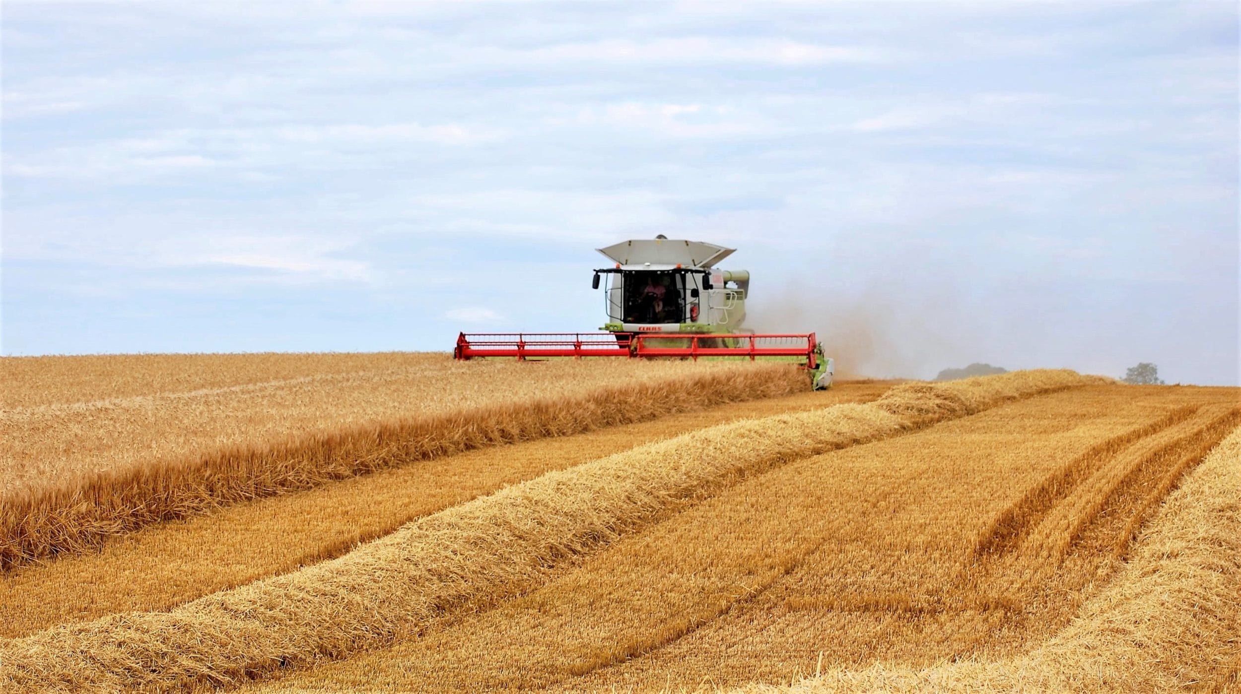 Winter Barley Success with Sister Varieties - LG Seeds