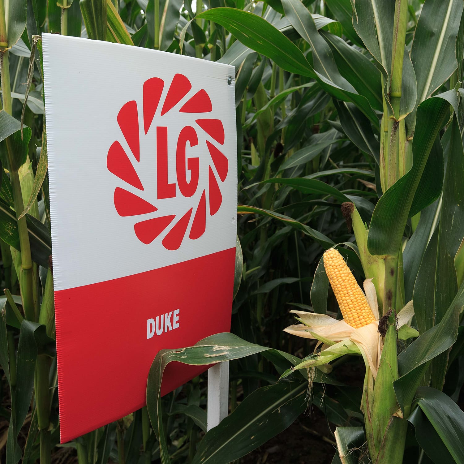 Duke - LG Seeds
