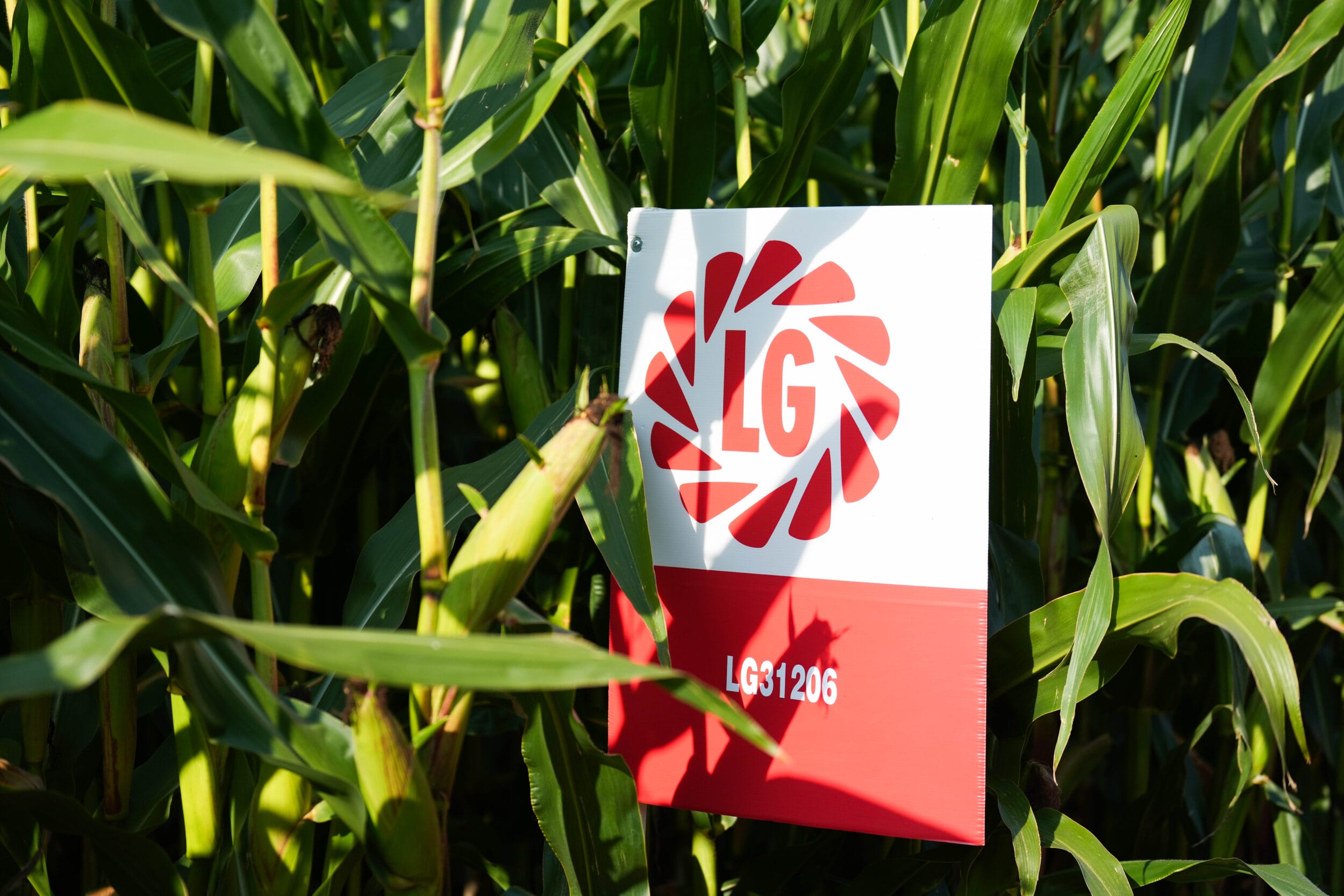 LG31.206 - LG Seeds