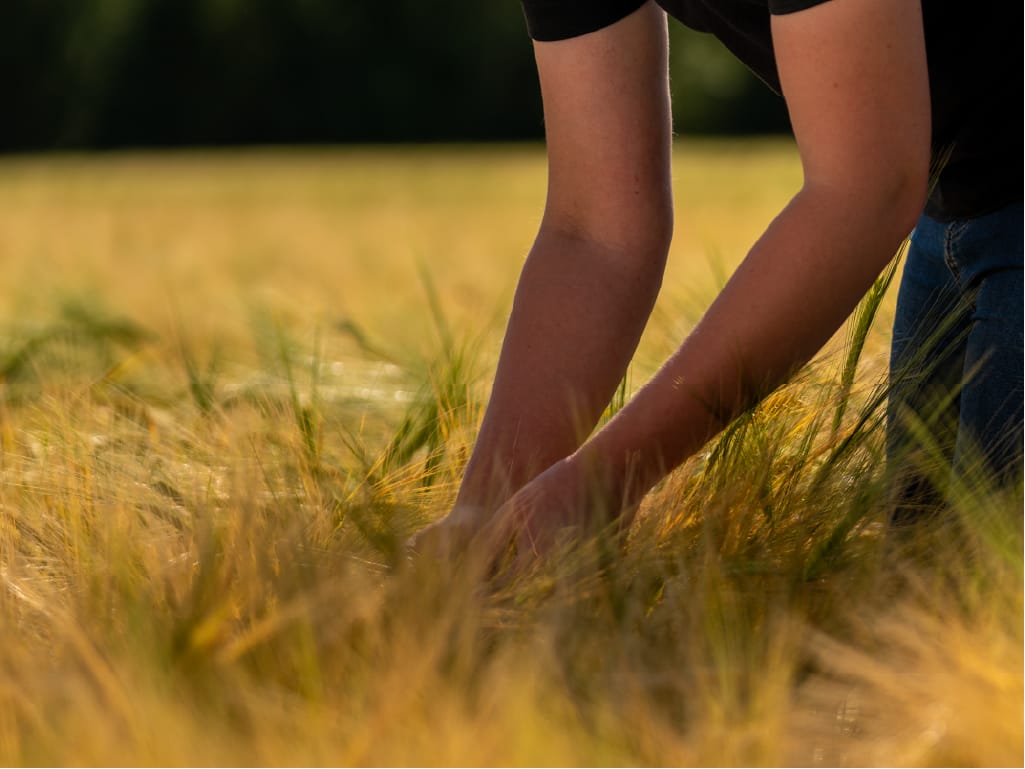 Olsen - AHDB Recommended Spring Barley